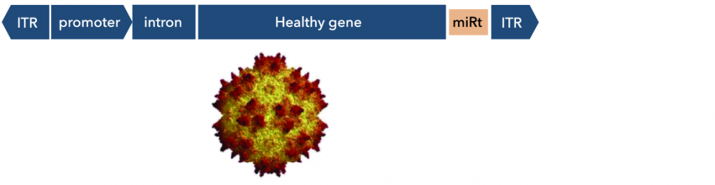 AAV Technology - Atamyo Therapeutics